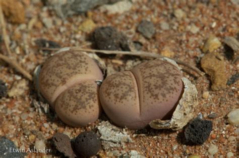 Lithops Coleorum C396 Cape Succulent Seeds