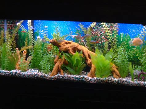 Photo 1 Your Average 55 Gallon Fresh Water Aquarium
