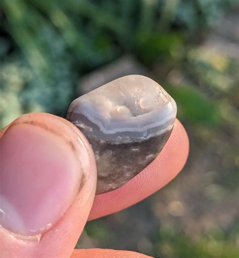 This Beautiful Silicified Fossil Rsilicifiedfossils