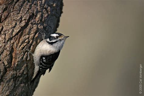 Adw Picoides Pubescens Information