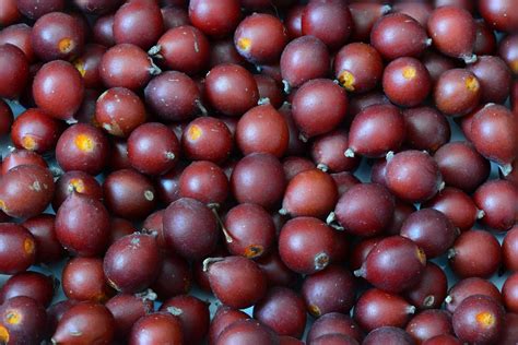 Native Hackberry Trees A Beginners Guide The Plant Native