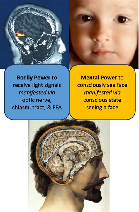 Human Brain Organoids And The Mereological Fallacy Neuroethics
