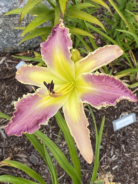 Daylily Hemerocallis Lavender Lightning In The Daylilies Database