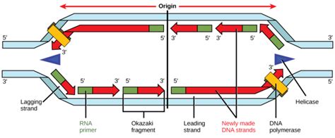 Steps Of DNA Replication In Eukaryotes The Science Notes
