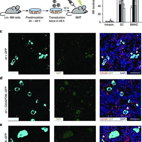 The Platelet GPIb V IX Complex Download Scientific Diagram