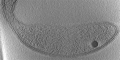 Cryogenic Correlative Single Molecule Spectroscopy And Electron