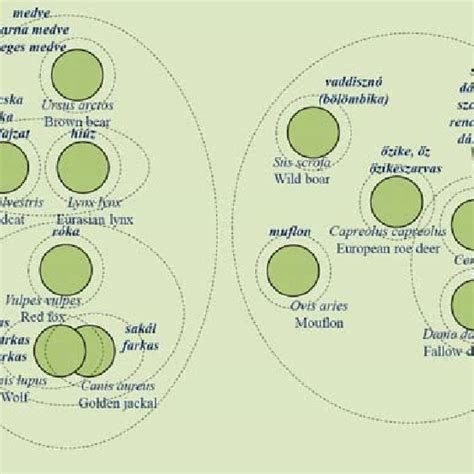 Grouping Of Large Carnivores And Even Toed Mammals In The Folk Taxonomy