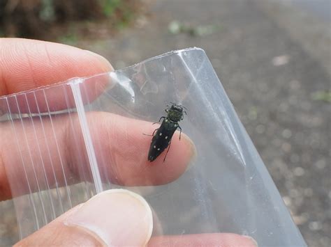 伐採木や土場でのナガタマムシ探しタマムシハンドブックで探すシラホシナガタマムシ 蓼食う虫も好き好き