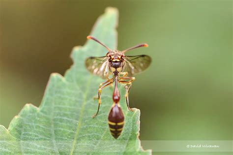 Hover Wasp Singapore Geographic