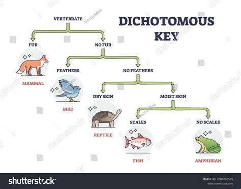 Dichotomous Keys Royalty Free Images Stock Photos Pictures Shutterstock
