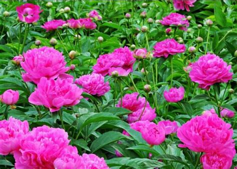 芍藥如何分株栽植什麼時間分株最適合 每日頭條