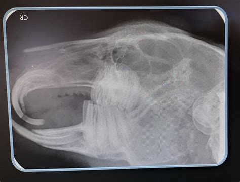 The Veterinary Dentist Cape Town