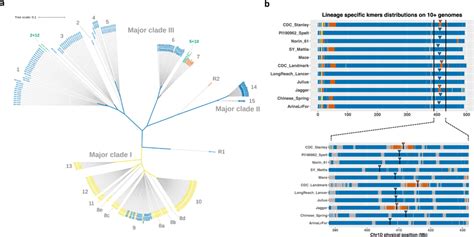 Phylogenetic Tree Of Aegilops Tauschii And Bread Wheat Accessions Based