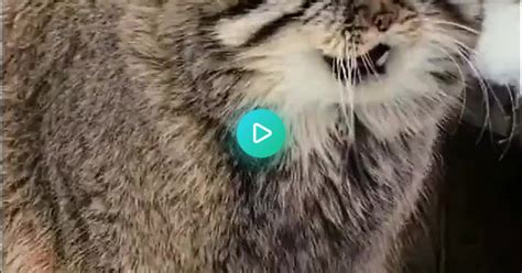 Cat Stands On Its Fluffy Tail To Avoid The Cold Floor Album On Imgur