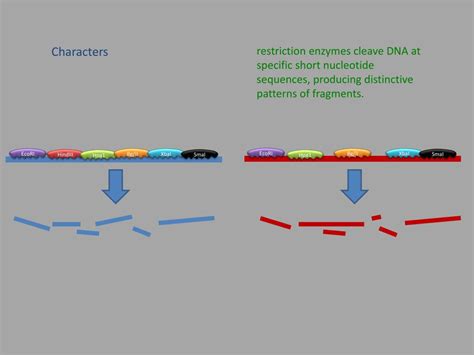 Ppt Computational Phylogenetics Powerpoint Presentation Free Download Id 2754073