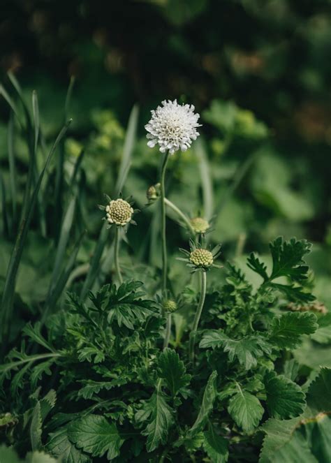 Scabiosa Columbaria Flutter White Burford Garden Co