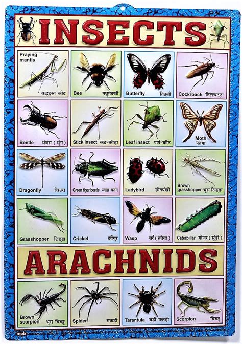Insects And Arachnids Chart Large Vibrant Color Insects And Arachnids