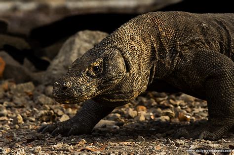 Komodo Dragon Lifestyle A Komodo Dragon Takes A Morning Stroll In Its