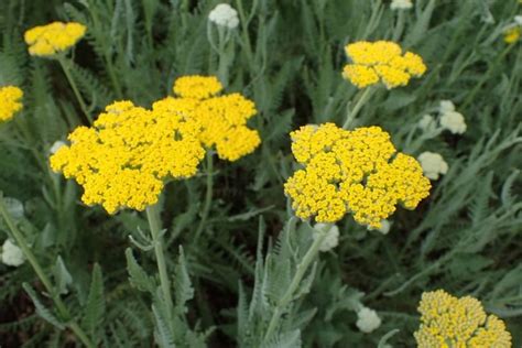 Yarrow Moonshine Achillea Moonshine Growing Guides