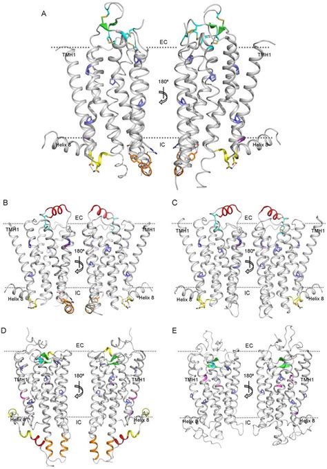 Key Structural Features Identified In The Five Template Gpcr