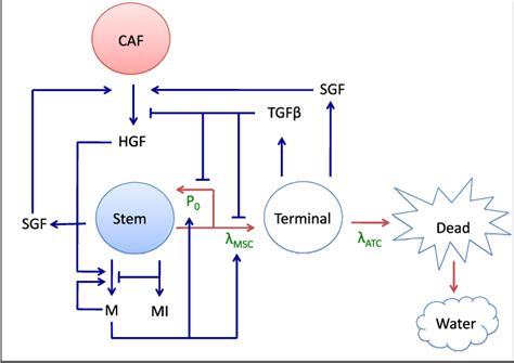 Figure 1 From Activation Of The Hgfc Met Axis In The Tumor Microenvironment A Multispecies