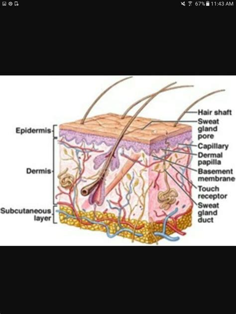 8 Best Sebaceous Glands Images On Pinterest Hair Follicles Skin Treatments And Skincare