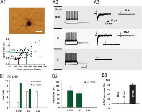 Nachr Modulation Of Fs Interneurons A1 Biocyting Staining Of An Fs