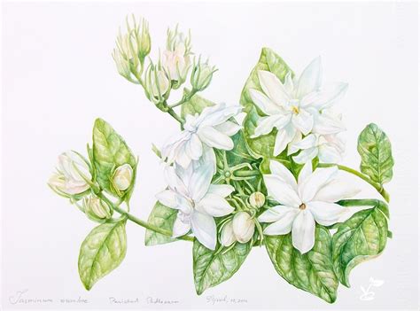 ผลการค้นหารูปภาพสำหรับ ดอกมะลิ ศิลปะดอกไม้ ภาพวาดดอกไม้ ดอกไม้สีน้ำ