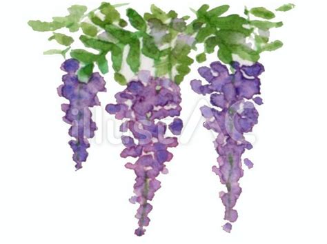 藤の花イラスト No 784189｜無料イラスト・フリー素材なら「イラストac」
