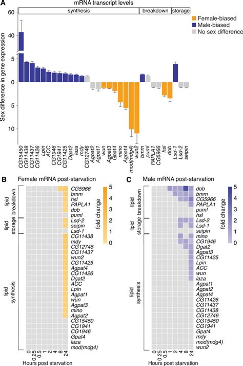 A Role For Triglyceride Lipase Brummer In The Regulation Of Sex