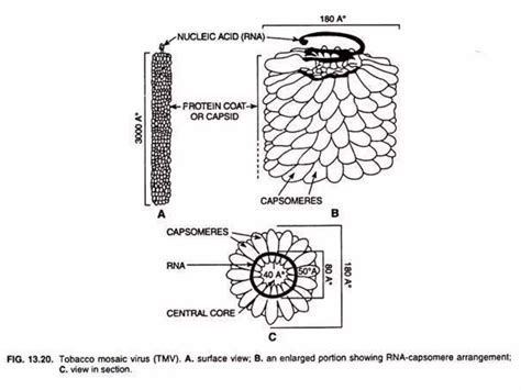 Tobacco Mosaic Virus Pptx