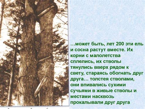 М М Пришвин Кладовая солнца презентация онлайн