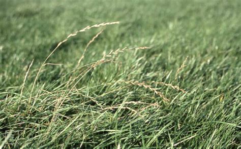 4 Best Grass Types For Seattle Wa