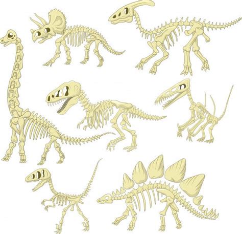 Conjunto De Colección De Esqueleto De Dinosaurios De Dibujos Animados