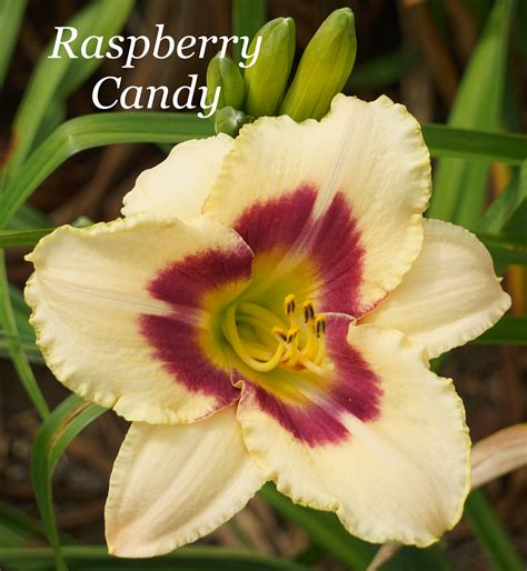 Daylilyandiris Raspberry Candy