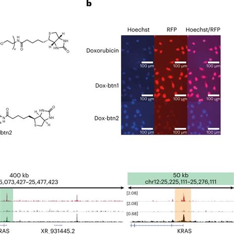 Chem Map Reveals Genomic Binding Sites Of Dna G Quadruplex Binding