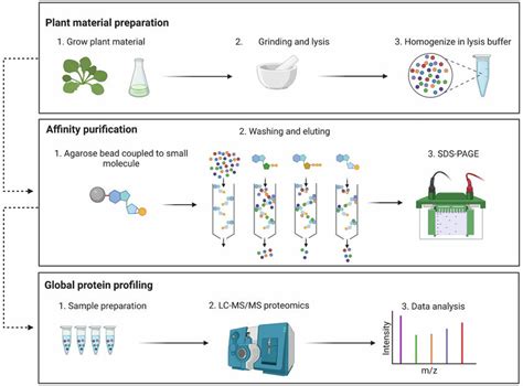 Schematic Representation Of Ap Lc Msms Workflow Upper Panel Plant
