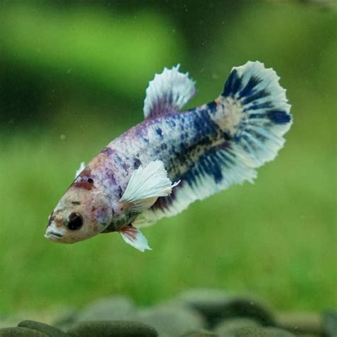 Candy Dumbo Female Betta Squad Usa Llc