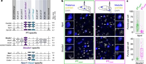 Pt Neuron Type Markers A Differentially Expressed Genes From Scrna Seq Download Scientific