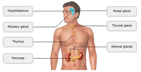 A P II Chp 16 HW Flashcards Quizlet