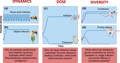 Unpacking Infection Dynamics Using Within‐host Ecological Models Ae Download Scientific