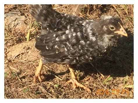 Chicken Breed Focus Scots Dumpy Chicken Breed Focus Scots Dumpy