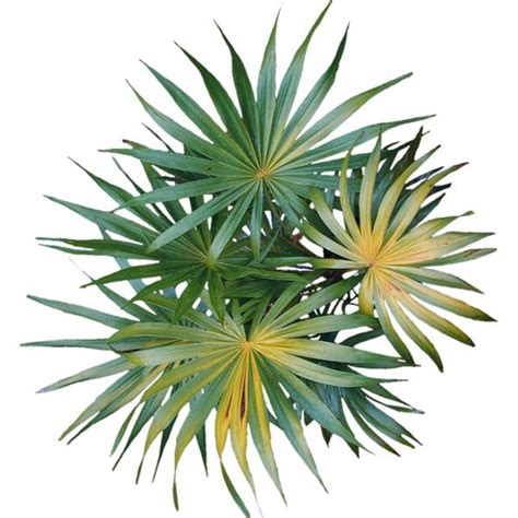 Designer Clothes Shoes Bags For Women SSENSE Tree Photoshop Tree Plan Photoshop Trees