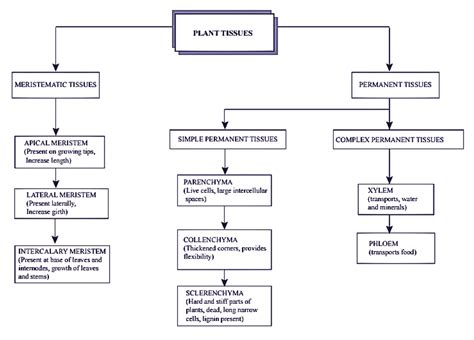 Tissues Class 9 Notes Science Chapter 6 Free PDF