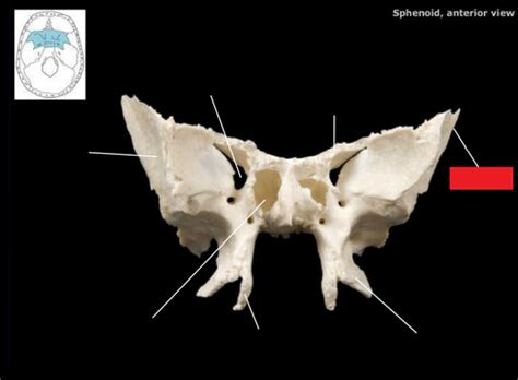 Sphenoid Ethmoid Bone Flashcards Quizlet