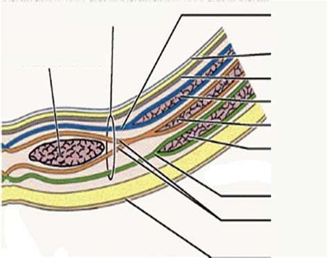 Rectus Sheath Above Arcuate Line Diagram Quizlet