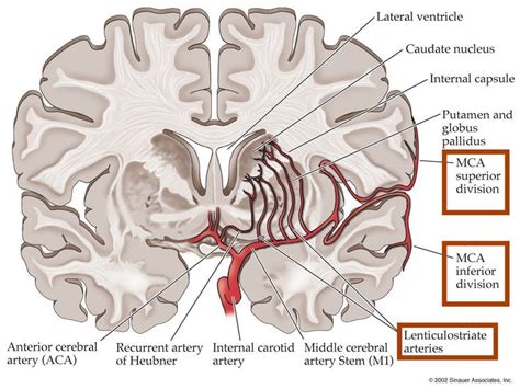 Pin By Erica Reaver On Neurology Arteries Anatomy Anatomy Arteries