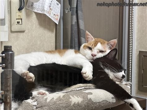 看板猫さんは熟睡 12月の岩の湯さん 街を歩けば そこに猫