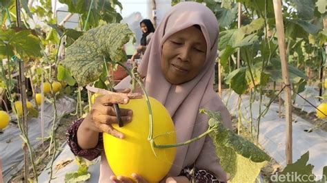 Ngabuburit Asyik Di Lamongan Memetik Melon Golden Kinanti
