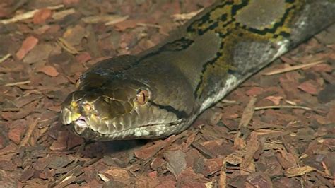 Reticulated Python Bite